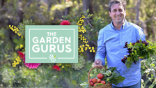 Watch The Garden Gurus live or on-demand | Freeview Australia
