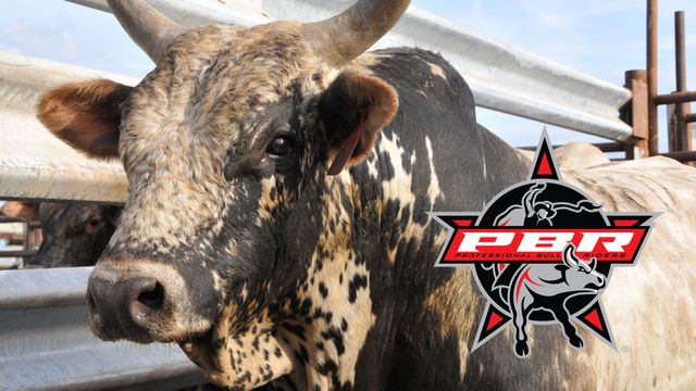 Watch PBR Bull Riding live or on-demand | Freeview Australia